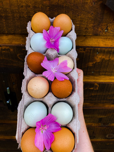 Oeuf fécondé -- Douzaine MYSTÈRE | Élevages du Paysan