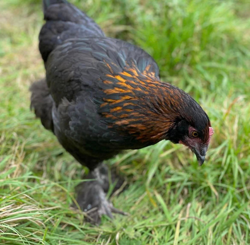 Oeuf fécondé Maran noire cuivrée | Élevages du Paysan