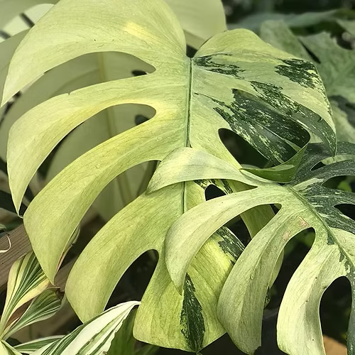 Monstera Mint | Node