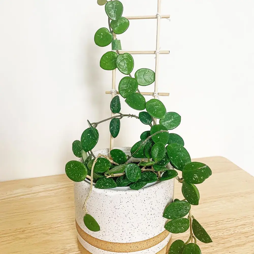 Hoya Mathilde | Node