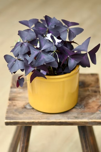 Oxalis Triangularis (purple shamrock, false shamrock) | Node