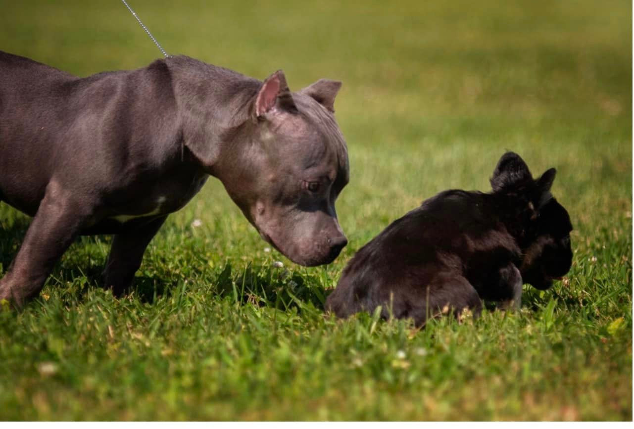 Red Carpet Bullies - Bully Puppies For Sale | Red Carpet Bullies | Fort ...