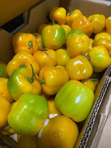 Peppers | Ofv Wholesale Distri