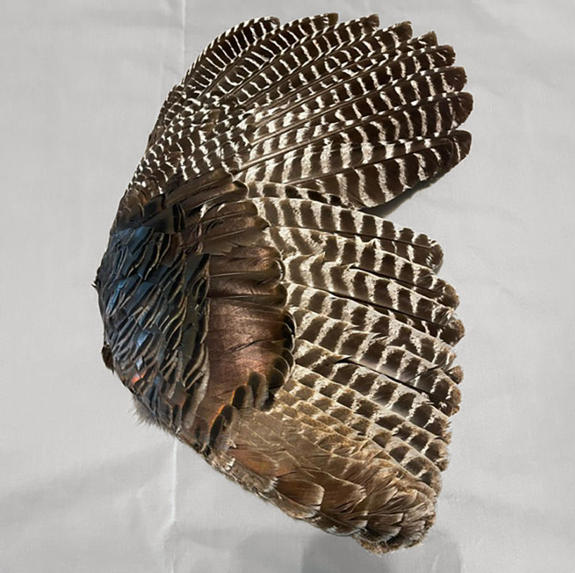 All Products Wild & Domestic Turkeys | Custom Feathers