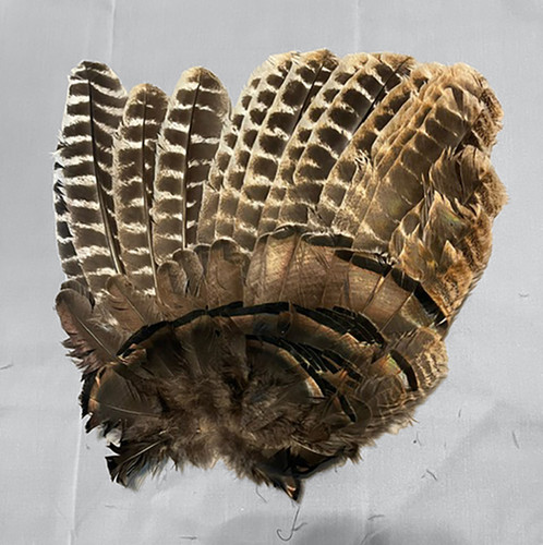Juvenile Wild Turkey Secondary Wing (grade #1) | Custom Feathers