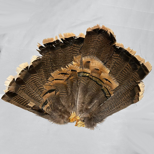 Juvenile Rio Grande Wild Turkey Tail Fan (grade #2) | Custom Feathers
