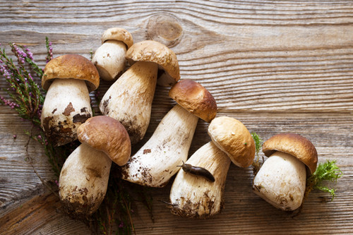 Oregon Wild Porcini Mushroom. Harvest Season Opens in May. Shipping ...