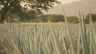 Sabor Del Sol Tequila