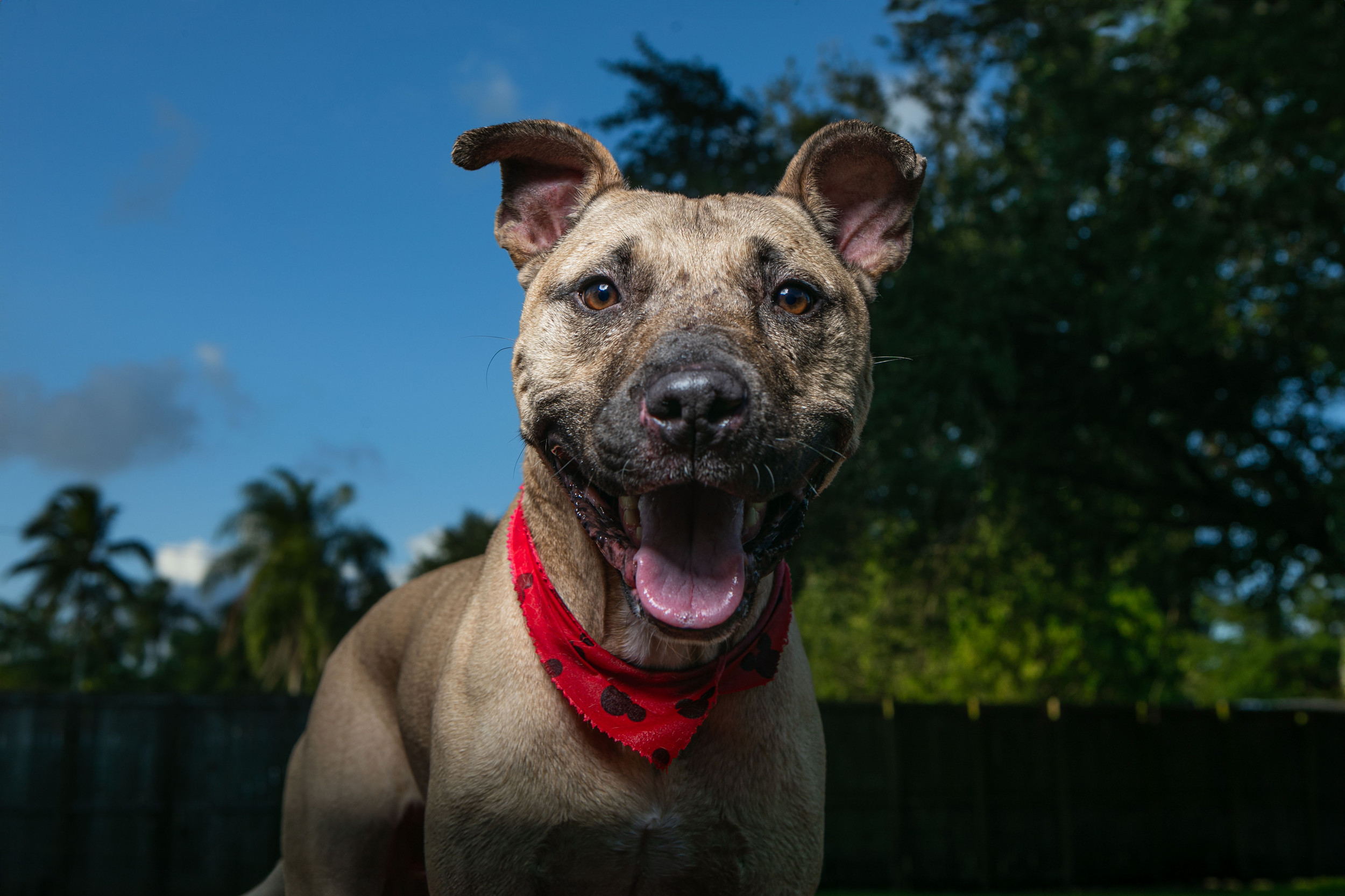 Meet the Dogs of I Heart Animal Rescue in Fort Lauderdale