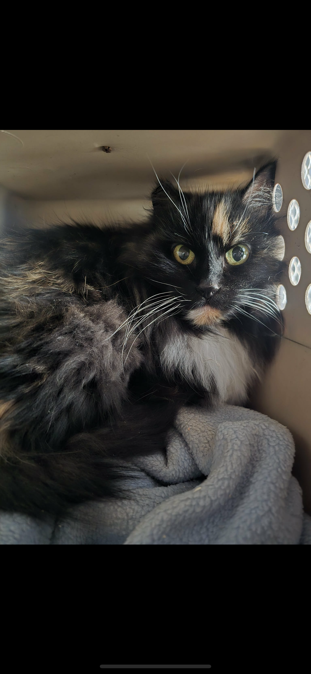 Grandma (1686) | Happy Cat Sanctuary