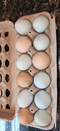 Colin's eggs | Stith Family Farms