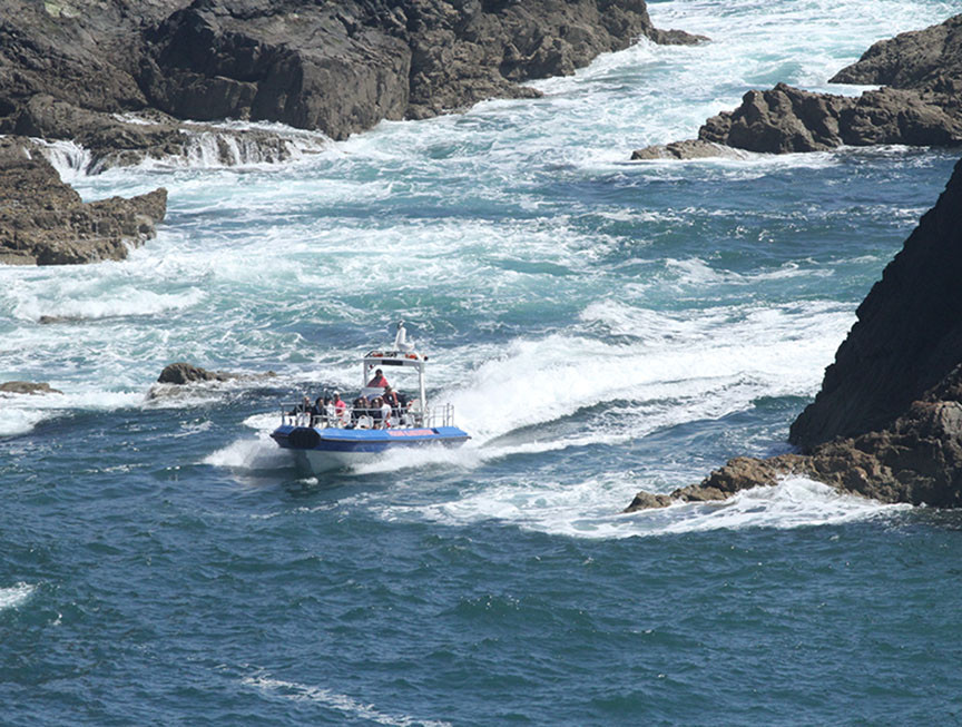 Ramsey Island Boat Trips | Whale And Dolphin Watching | Wales