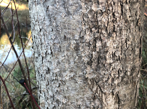Red Alder (Alnus rubra) | Gorge Waterway Nature House