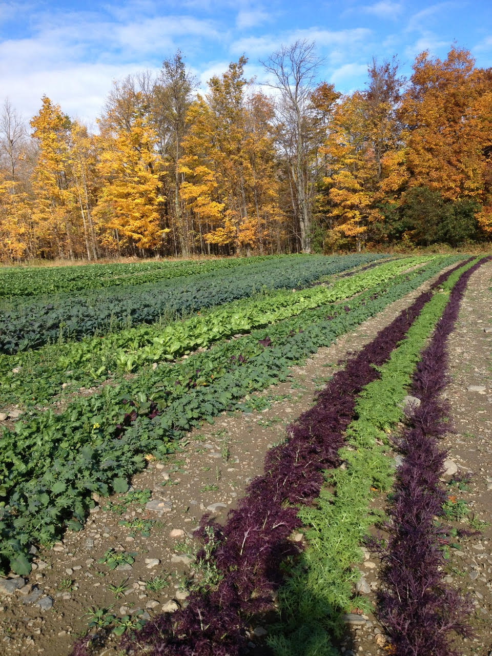 GALLERY | Stick and Stone Farm