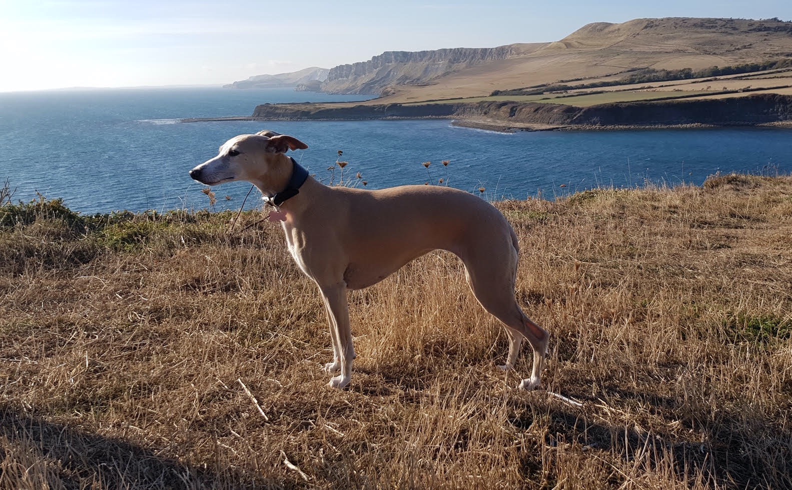 Whippet Rescue Charity | Just Whippets Rescue | Exeter