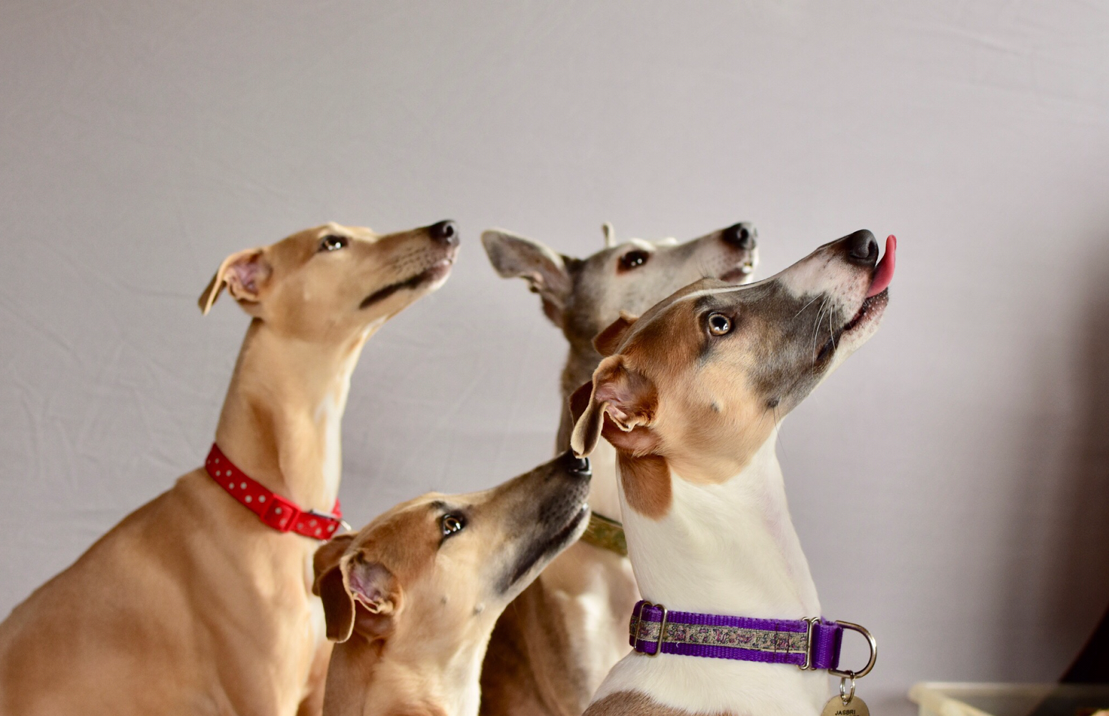 Whippet Rescue Charity | Just Whippets Rescue | Exeter