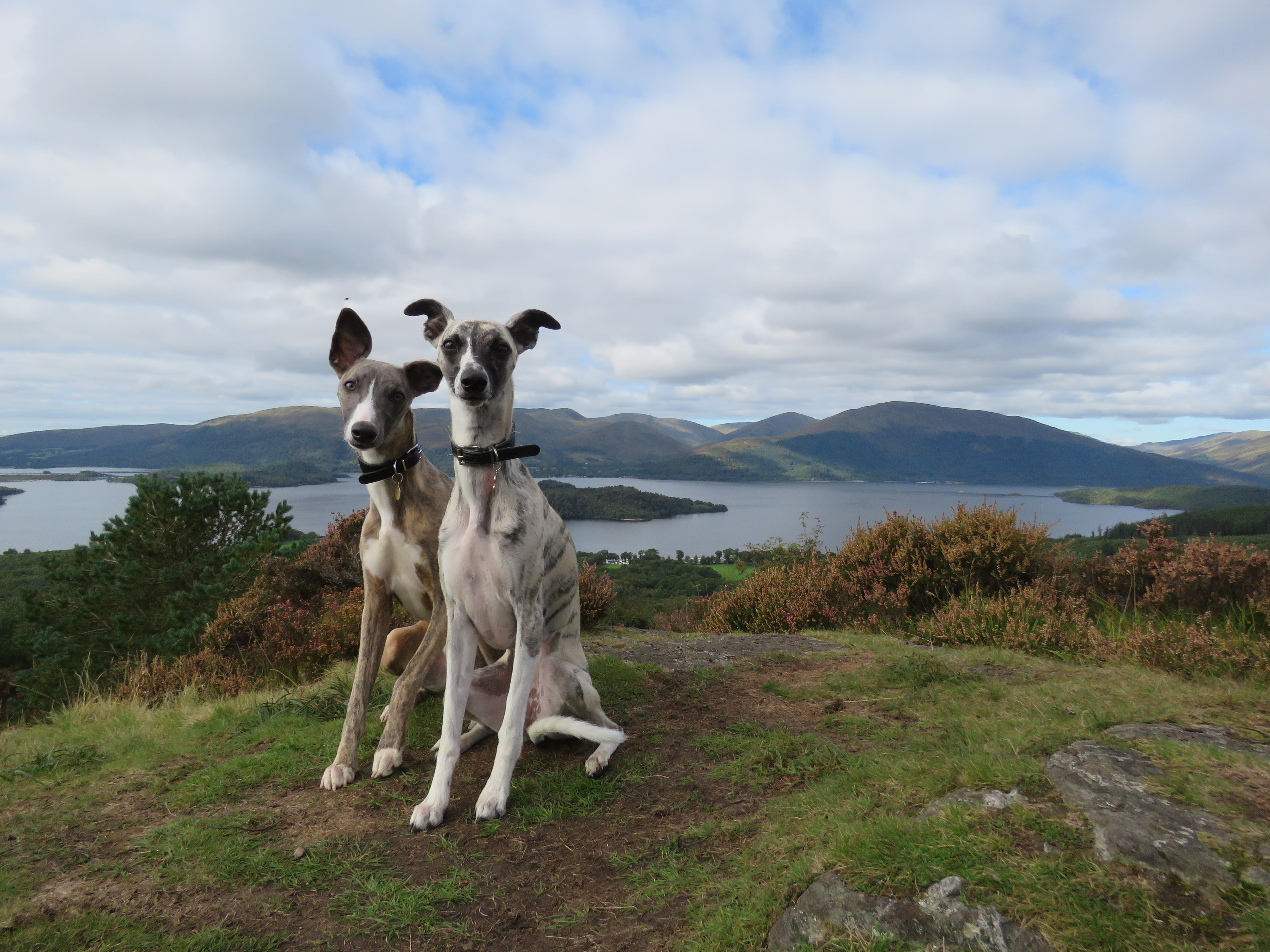 Whippet Rescue Charity | Just Whippets Rescue | Exeter