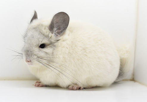 Available Chinchillas 1