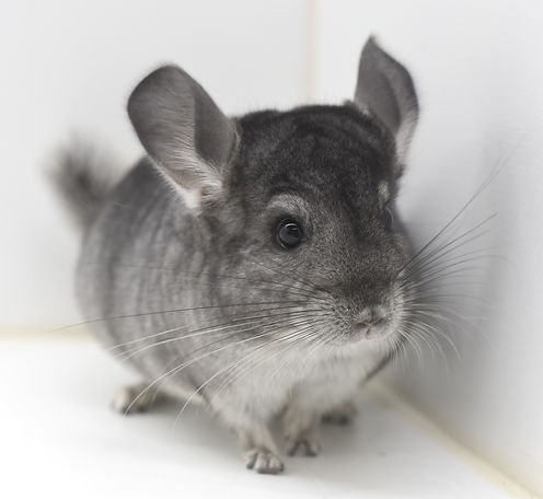 Available Chinchillas 1