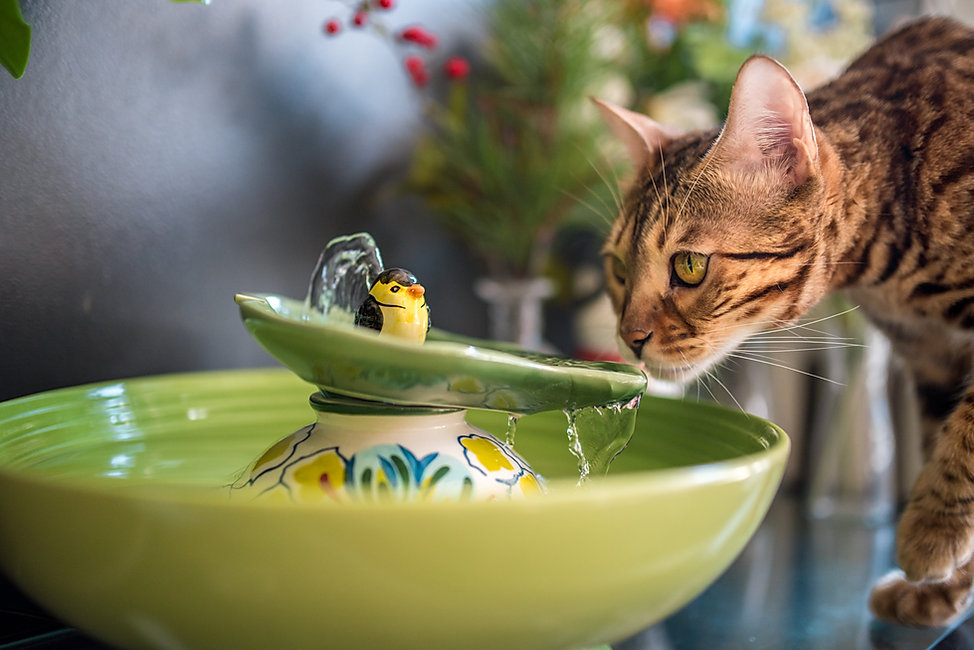 Beautiful Cat Water Fountains | Enhance Cat Health | Cat Taps