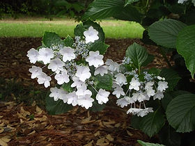 Currently Available | The Eucalypt | Curated perennials & horticultural ...