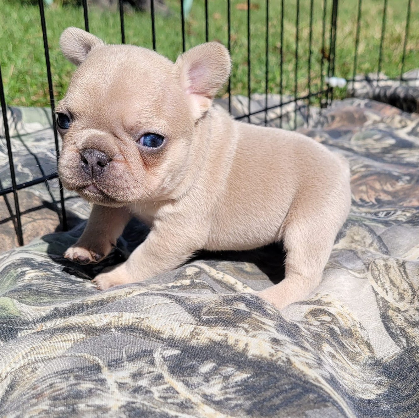 Meet our Adults! | Frenchies-R-Us-in-TX