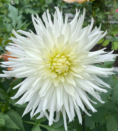 HY Mom | Backyard Dahlia Co.