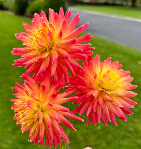 Felida Solar Flare | Backyard Dahlia Co.