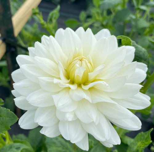 Bridezilla | Backyard Dahlia Co.