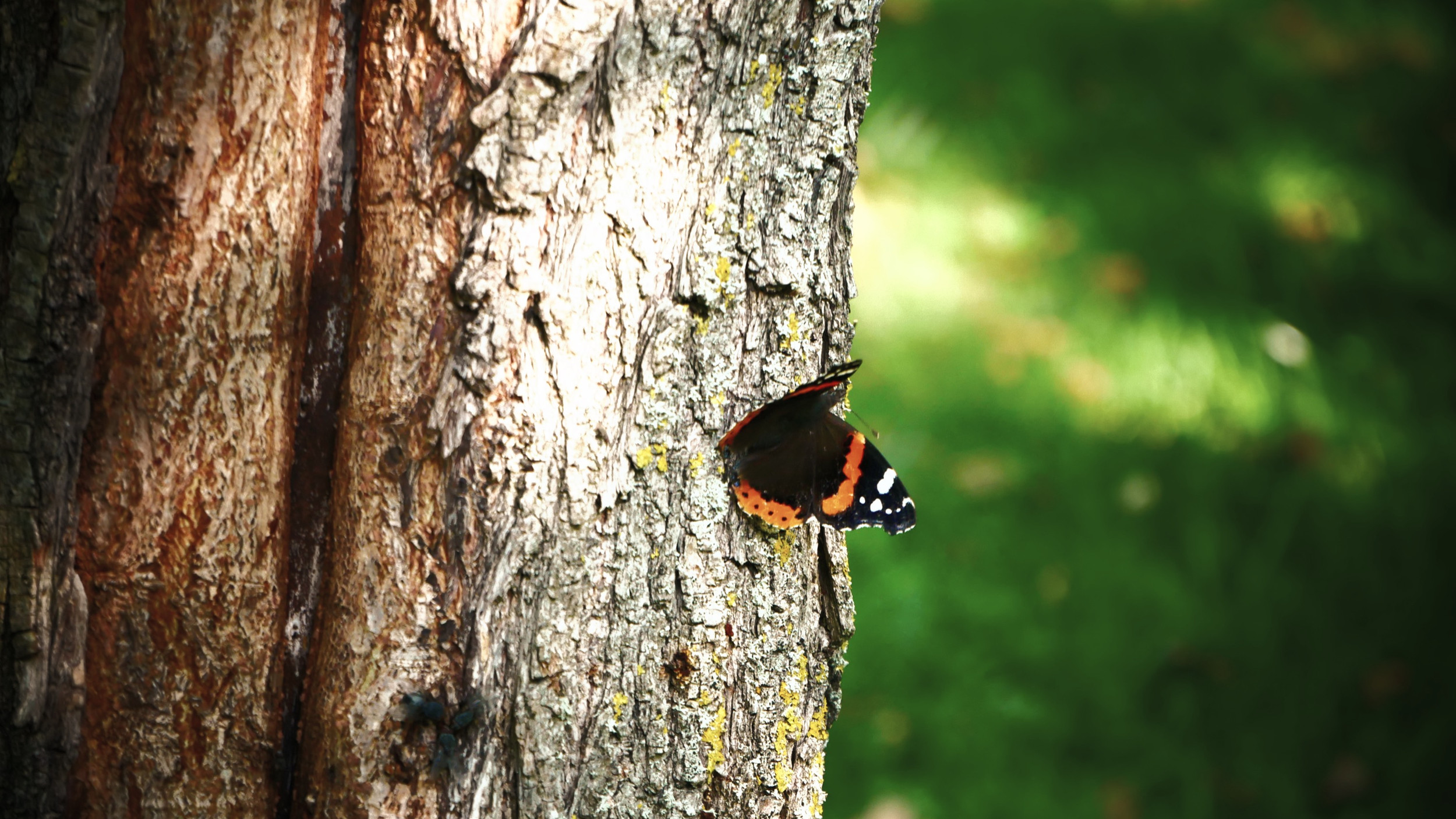 NIDS SAUVAGES | Réservez votre séjour nature en baie de Somme