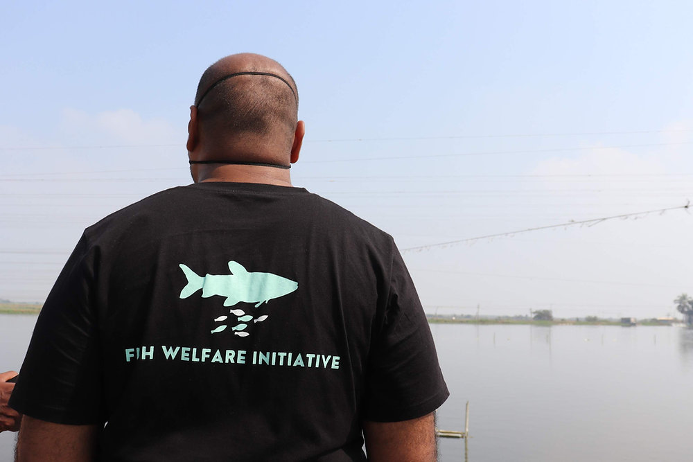 Advancing Fish Welfare Policy Change in India