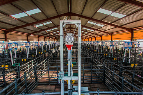 SHEEP SYSTEMS | RGSS