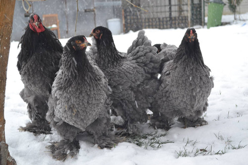 Blue Brahma Chick | mysite-2