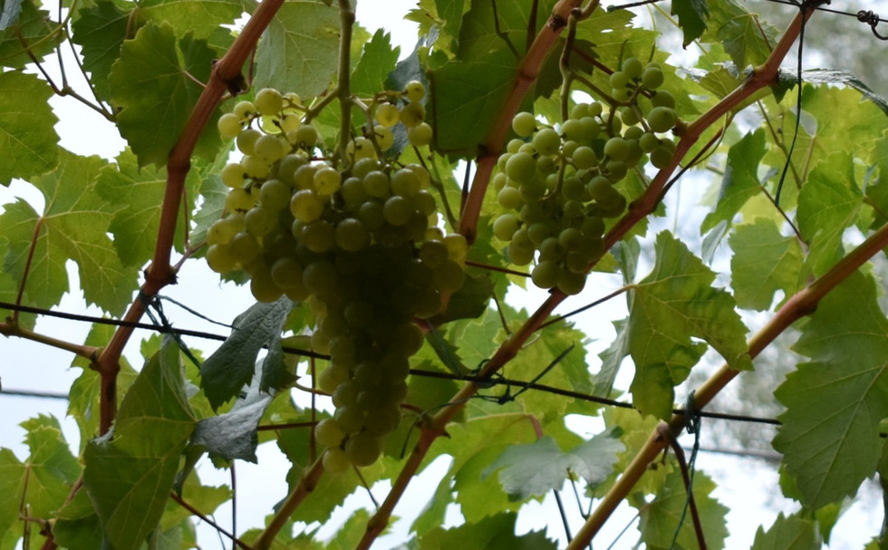 Inicio | Chaupi Estancia