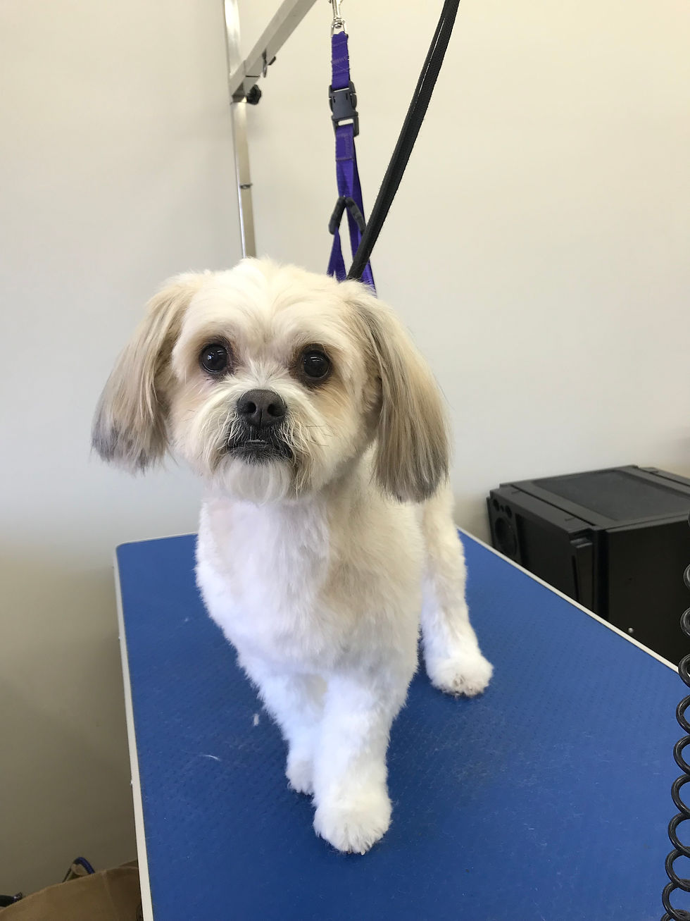 Happy Clients | vcdg