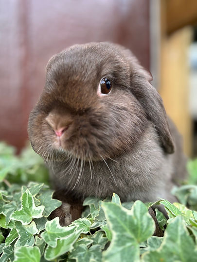 Home | Riverside Farm Bunnies