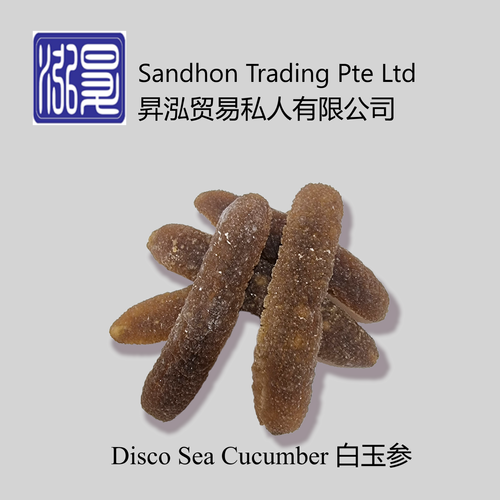 Disco Sea Cucumbers (白玉参) | My Site 1