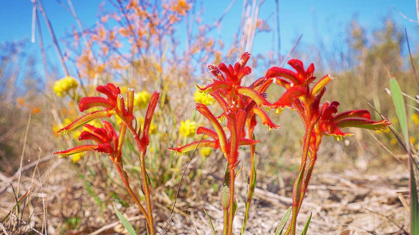 Noongar Spring: Djilba Season
