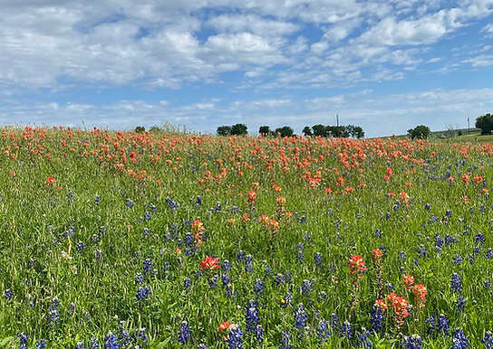 Trail Map | Ennis Bluebonnet