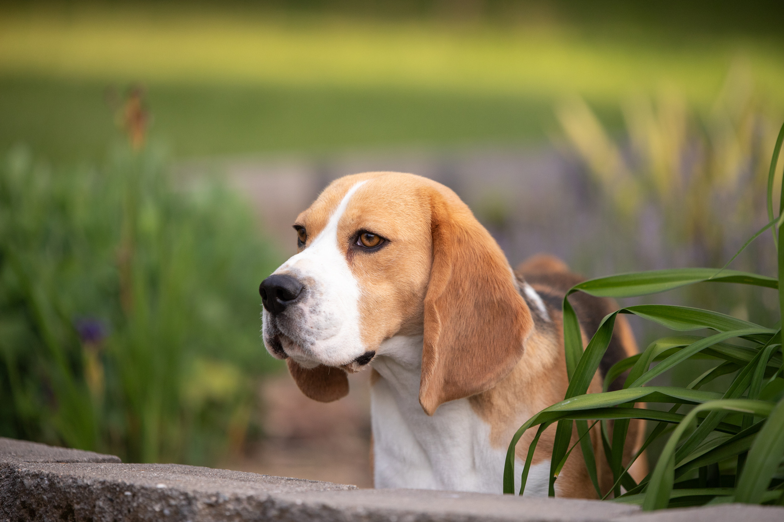 CONTACT | Mae'cee Beagles Mae'cee Beagles Wellbred AKC Beagles, Indiana ...