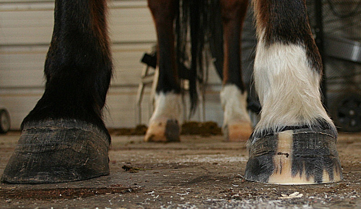 Managing Horses with Pigeon-Toed Feet: Treatment & Guidelines