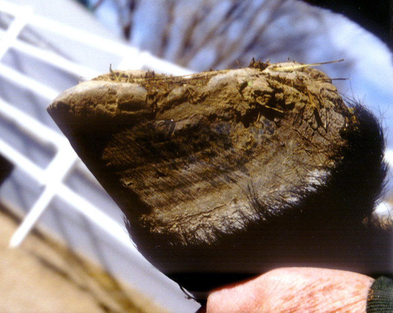 3 Primary Goals of Barefoot Trimming