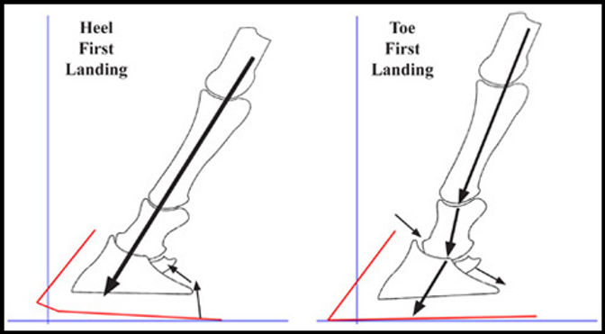 How Hoof Form Relates to Hoof Function