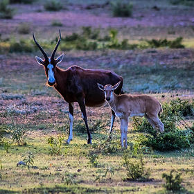 blesbok size