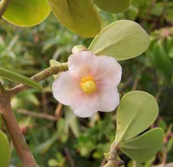 Clusia guttifera 'Nana' / Dwarf Clusia