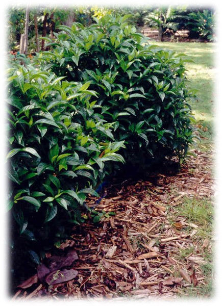 Psychotria nervosa / Wild Coffee