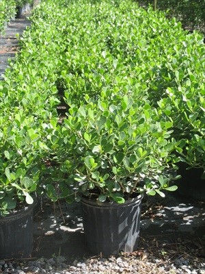 Clusia guttifera 'Nana' / Dwarf Clusia