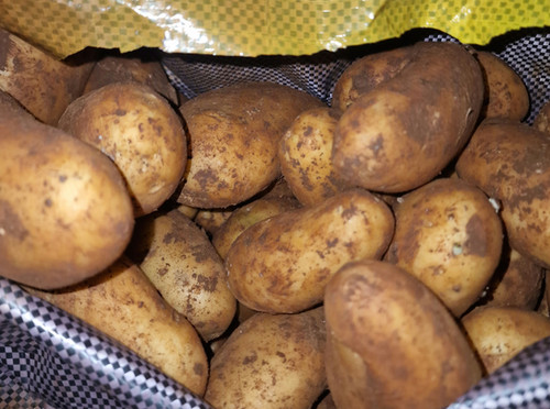20kg Cyprus potatoes. | dunsley farm shop