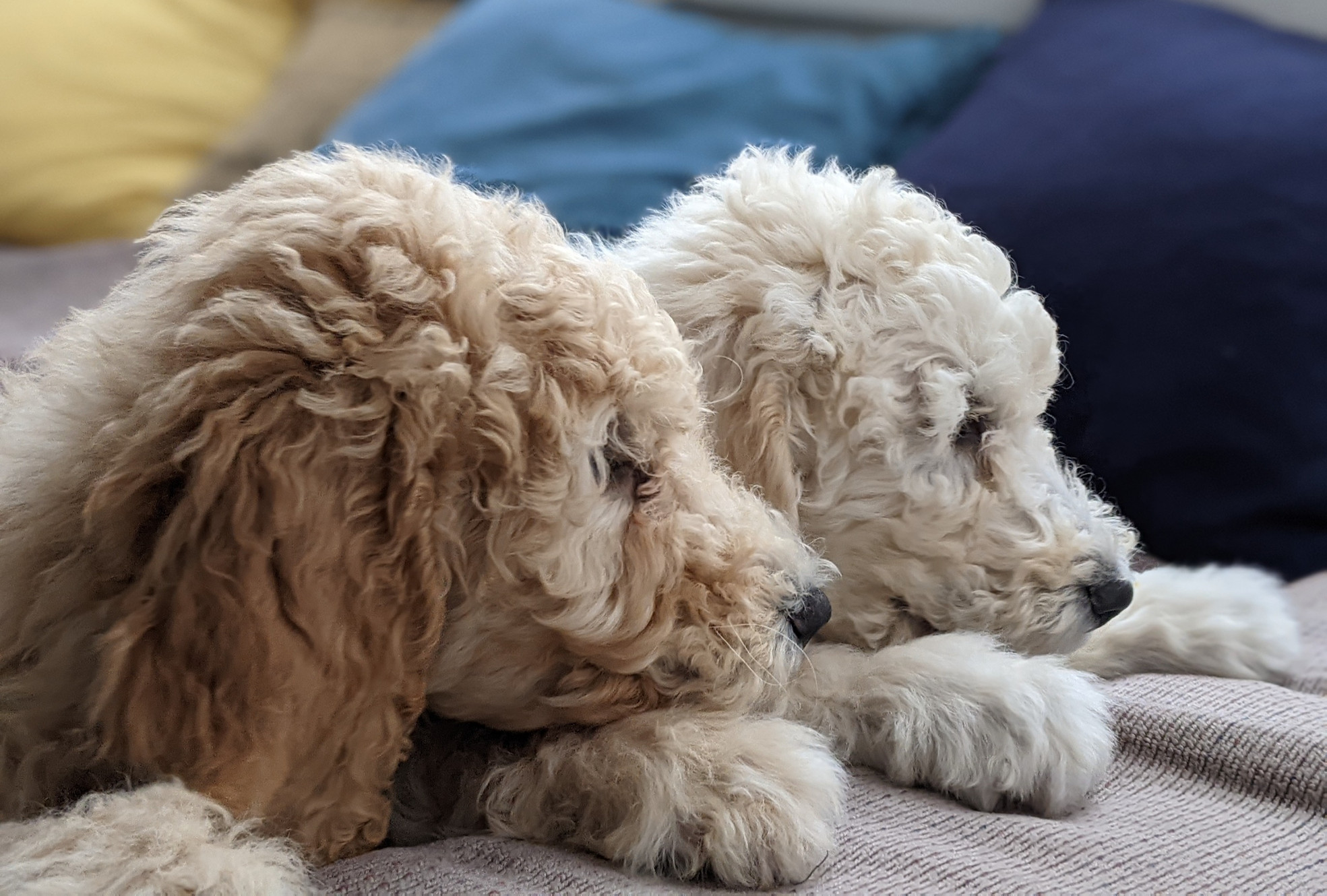 Puppy Gallery | Bigelow Poodles
