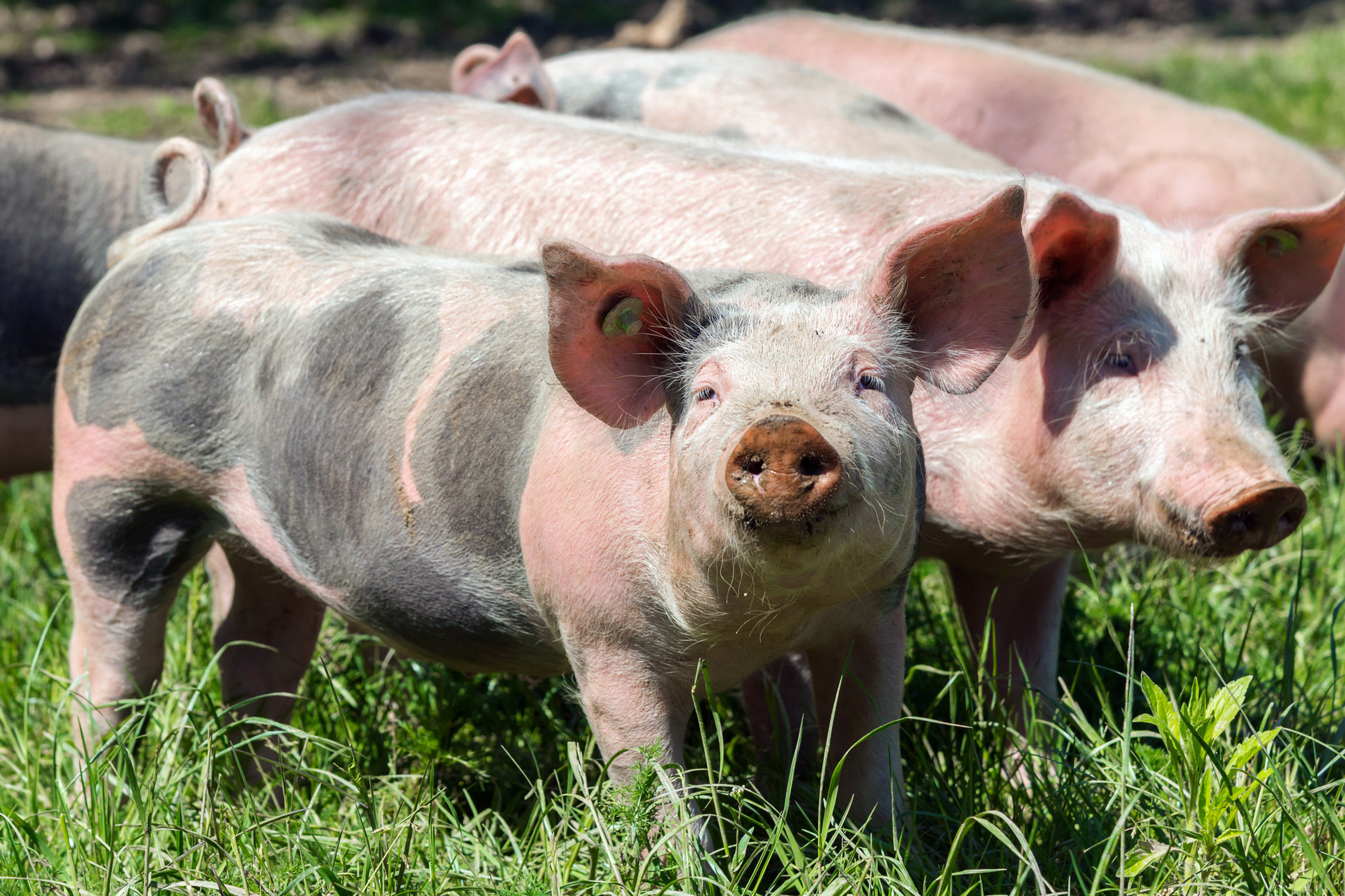 Premium Organic & Conventional Pig Feed - Soft Agriculture